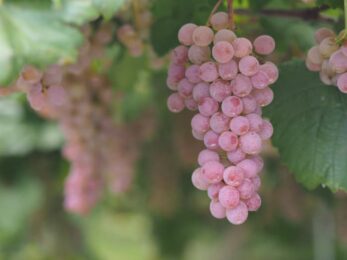 7 Kinds of Pink Grapes - Minneopa Orchards