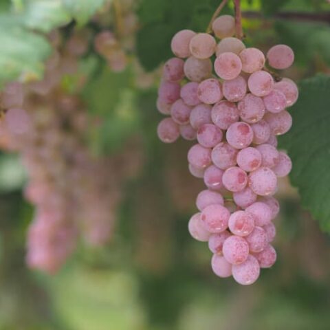 Grape Varieties - Minneopa Orchards