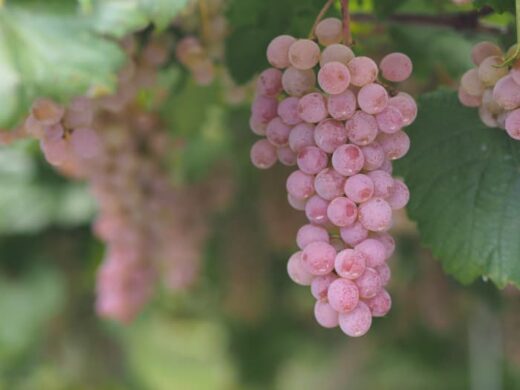 7 Kinds of Pink Grapes - Minneopa Orchards