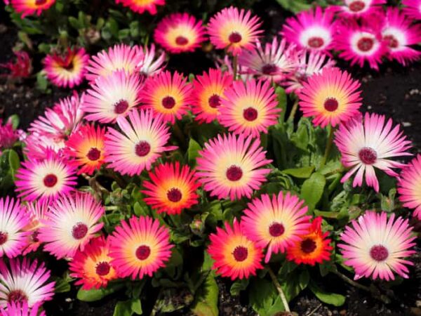 The Livingstone Daisy - Minneopa Orchards