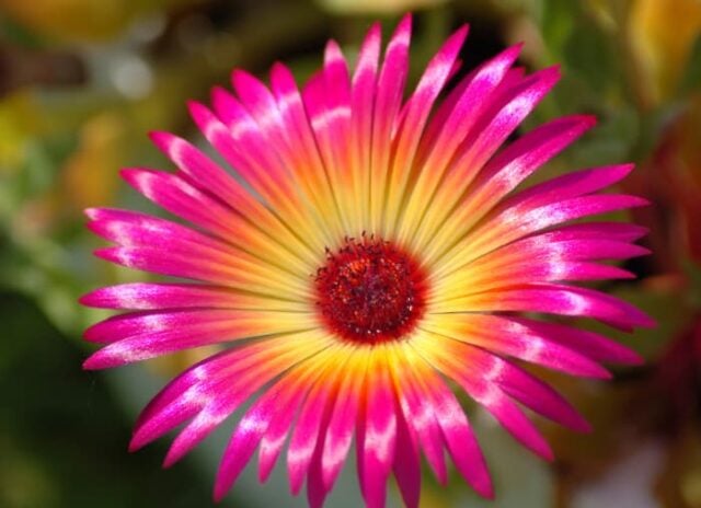 The Livingstone Daisy - Minneopa Orchards