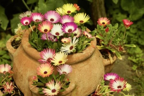 The Livingstone Daisy - Minneopa Orchards