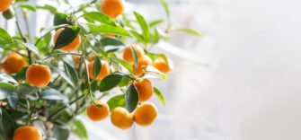 Kishu Mandarins - Minneopa Orchards