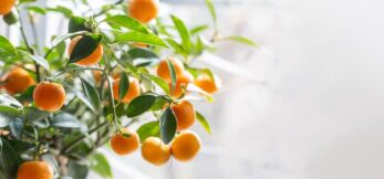 Kishu Mandarins - Minneopa Orchards