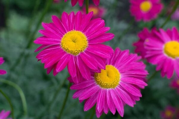 The Marguerite Daisy - Minneopa Orchards