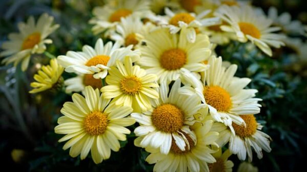 The Marguerite Daisy - Minneopa Orchards