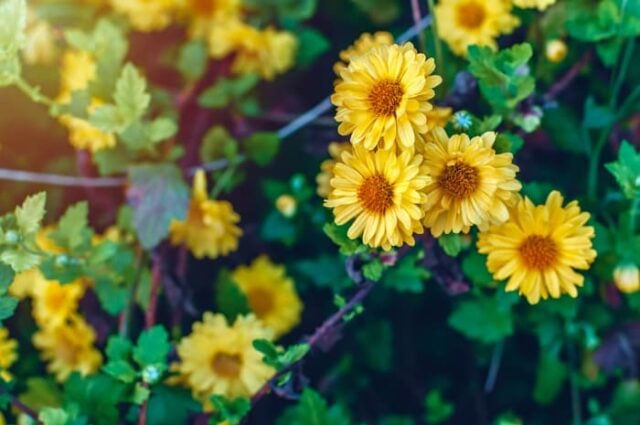 The Marguerite Daisy - Minneopa Orchards