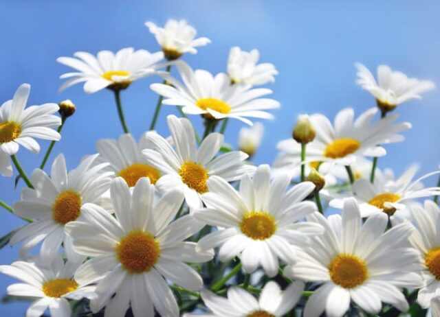 20 Types of Daisies to Bring Amazing Color to Your Garden - Minneopa ...