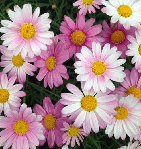 The Marguerite Daisy - Minneopa Orchards