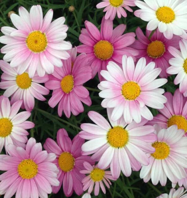 The Marguerite Daisy - Minneopa Orchards
