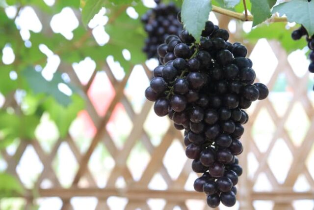 10 Kinds of Black Grapes - Minneopa Orchards
