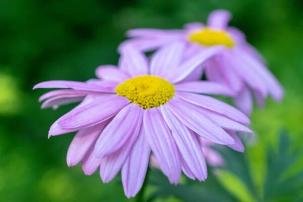 The Painted Daisy - Minneopa Orchards