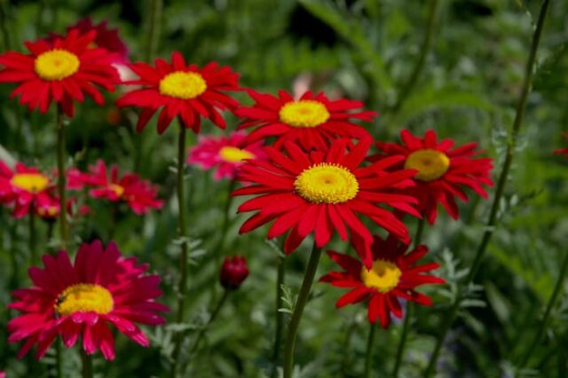 The Painted Daisy - Minneopa Orchards