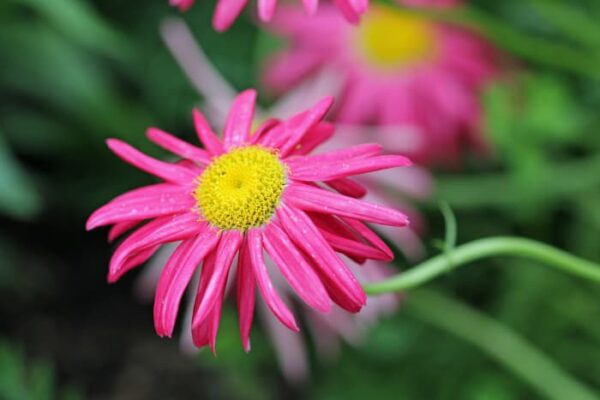 20 Types of Daisies to Bring Amazing Color to Your Garden - Minneopa ...