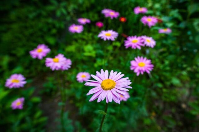 The Painted Daisy - Minneopa Orchards