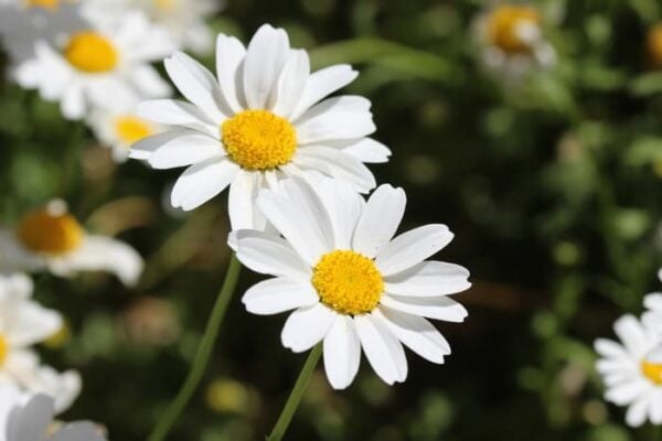 How to Deadhead Daisies - Minneopa Orchards
