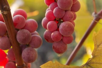 7 Kinds of Pink Grapes - Minneopa Orchards