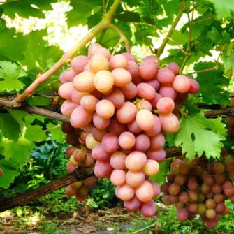 7 Kinds of Pink Grapes - Minneopa Orchards