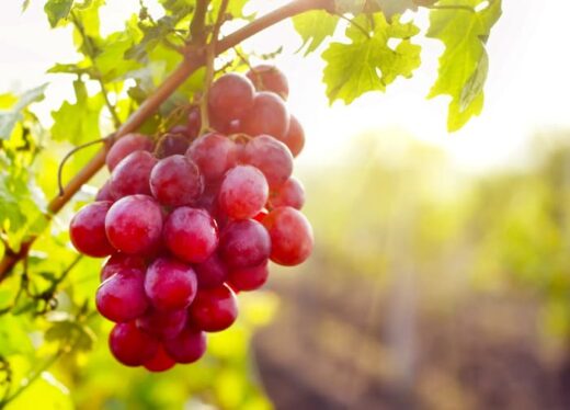 Candy Hearts Grapes - Minneopa Orchards