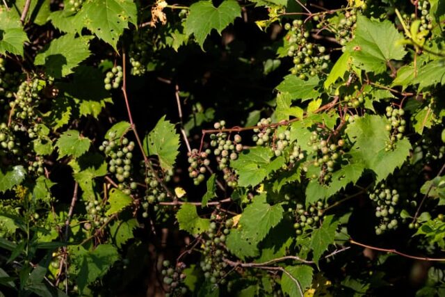 Wild Grapes - Minneopa Orchards