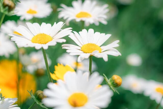 20 Types of Daisies to Bring Amazing Color to Your Garden - Minneopa ...
