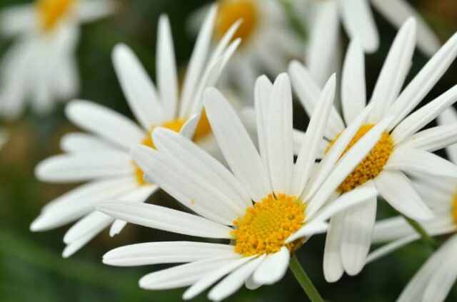 Where to Buy Daisies: the Best Places for Plants, Seeds, and More ...