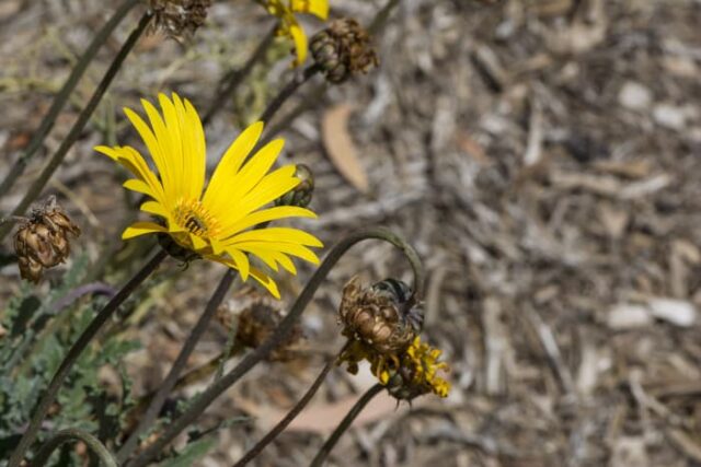 How to Deadhead Daisies - Minneopa Orchards