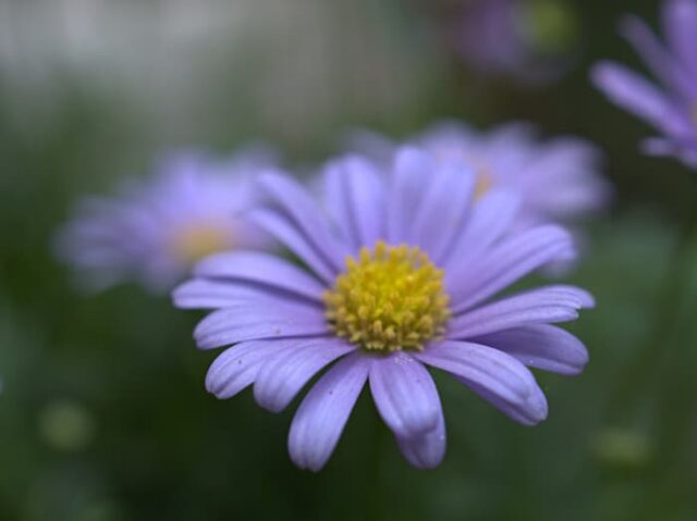 The Swan River Daisy - Minneopa Orchards