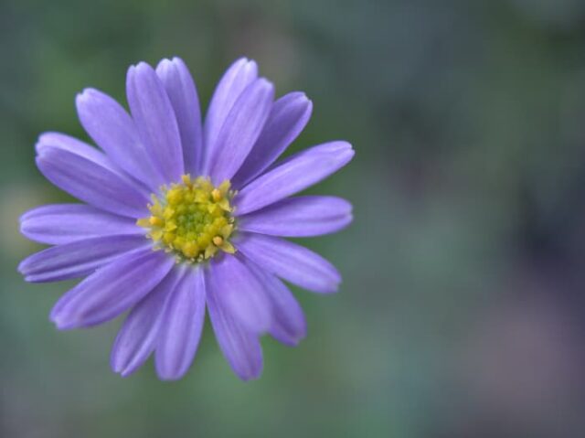 The Swan River Daisy - Minneopa Orchards