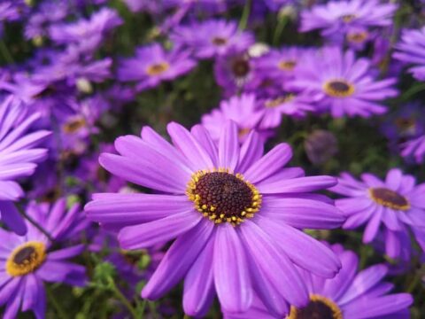 The Swan River Daisy - Minneopa Orchards
