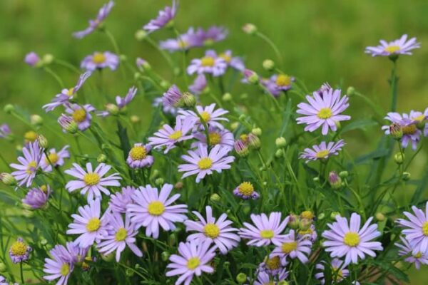The Swan River Daisy - Minneopa Orchards