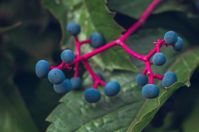 Wild Grapes - Minneopa Orchards