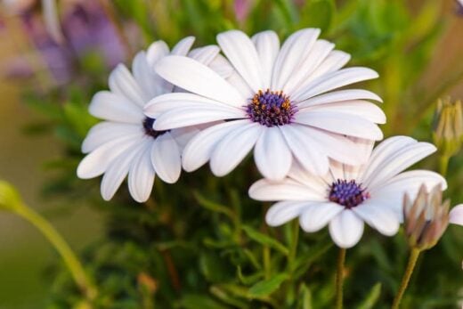 20 Types of Daisies to Bring Amazing Color to Your Garden - Minneopa ...