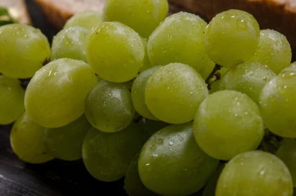 All About Carnival Grapes - Minneopa Orchards