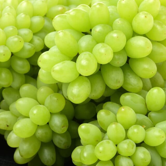 All About Carnival Grapes - Minneopa Orchards