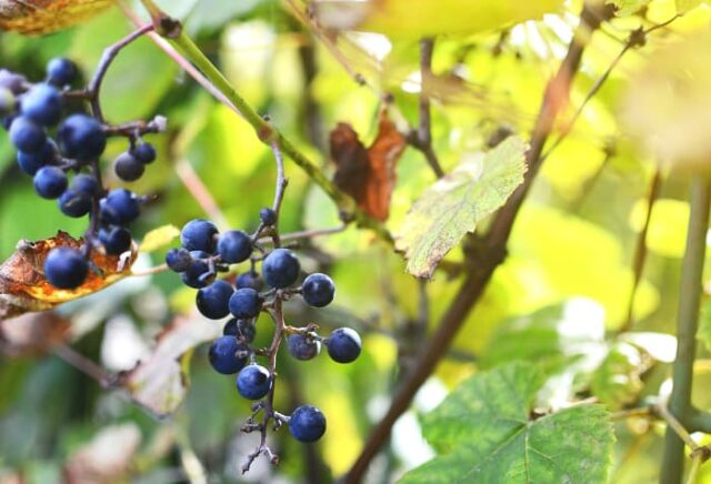 Wild Grapes - Minneopa Orchards