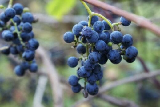 Wild Grapes - Minneopa Orchards