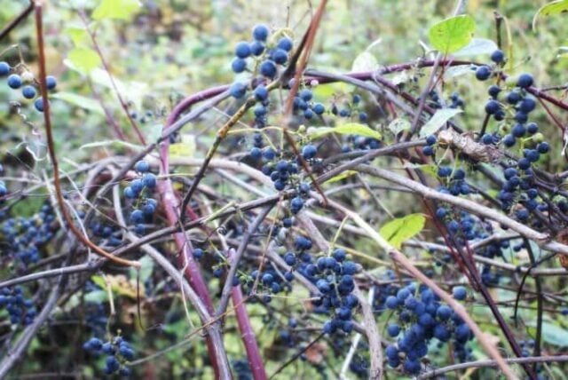 Wild Grapes - Minneopa Orchards