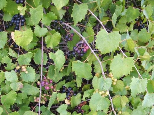 Wild Grapes - Minneopa Orchards