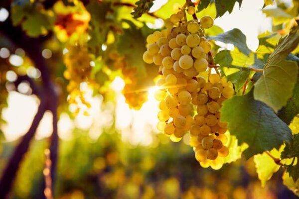 3 Kinds of Yellow Grapes - Minneopa Orchards