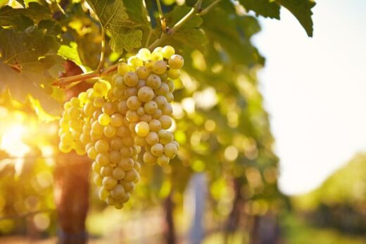3 Kinds of Yellow Grapes - Minneopa Orchards
