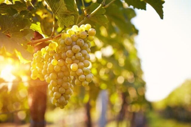 3 Kinds of Yellow Grapes - Minneopa Orchards