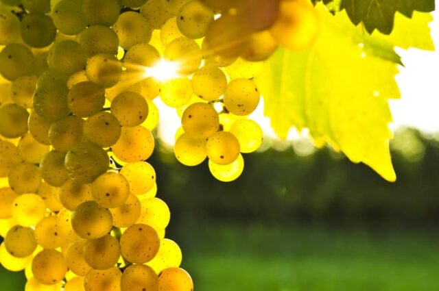 3 Kinds of Yellow Grapes - Minneopa Orchards