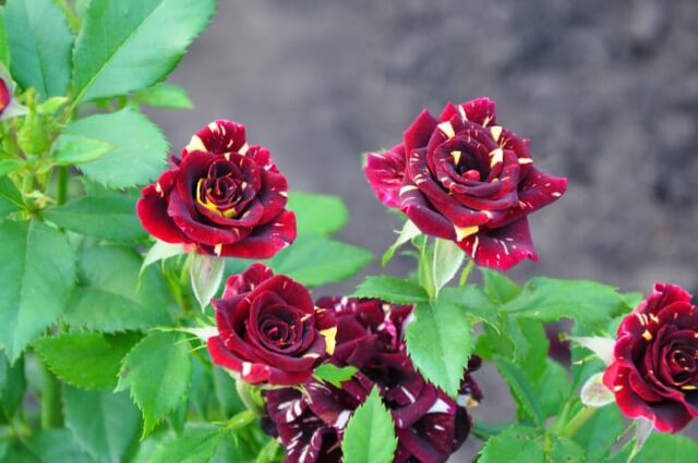 Planting Bare Root Roses - Minneopa Orchards