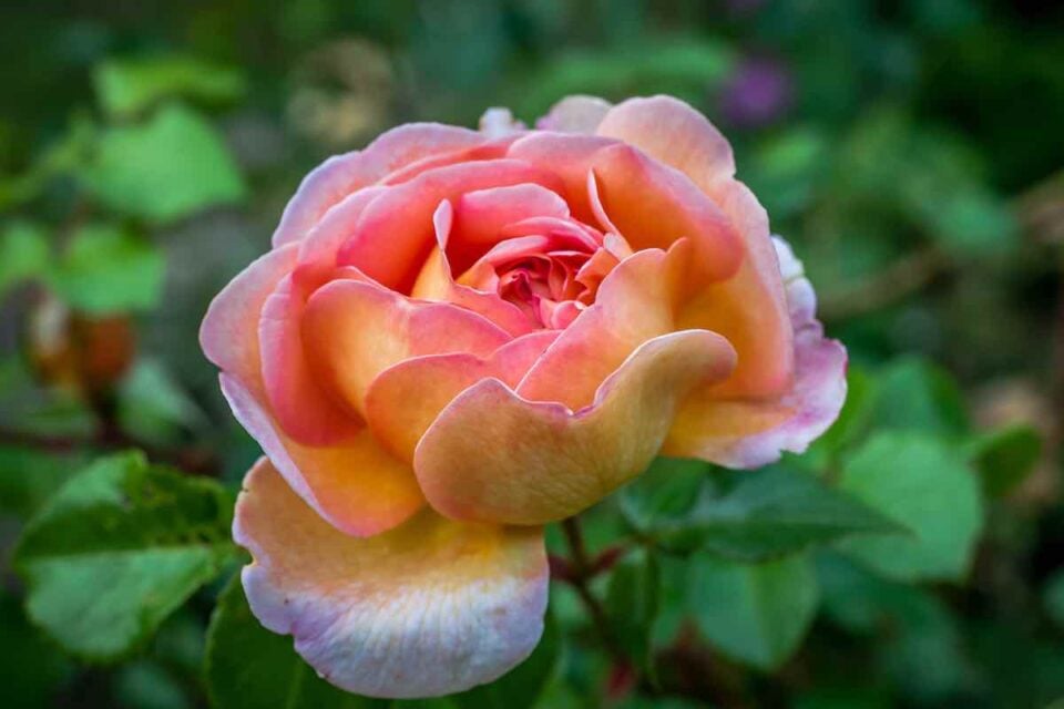 Types of Rose Bushes: 21 Gorgeous Rose Bush Varieties - Minneopa Orchards