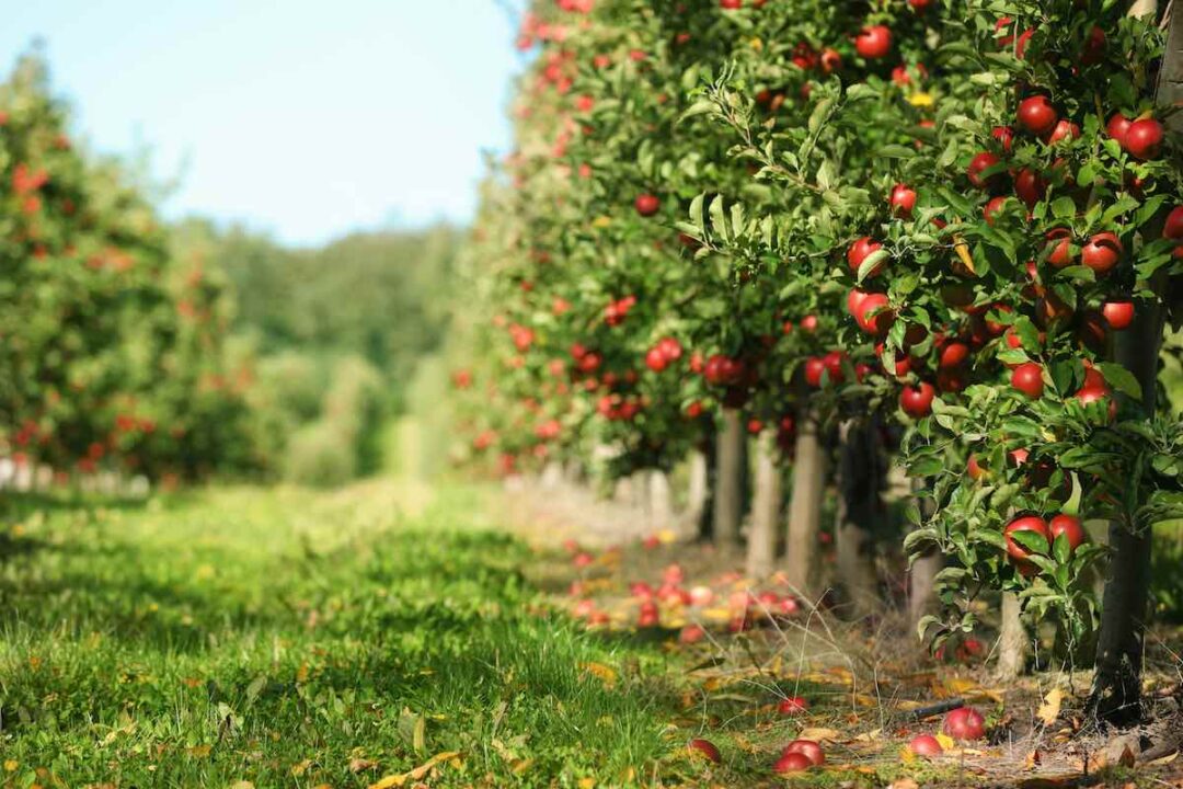 Best Soil for Apple Trees: 5 Tips for Growing Apple Trees - Minneopa ...