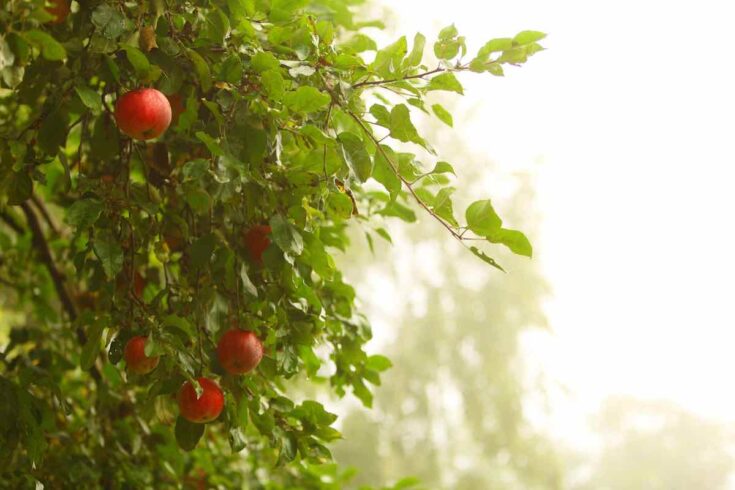 Best Soil for Apple Trees: 5 Tips for Growing Apple Trees - Minneopa ...