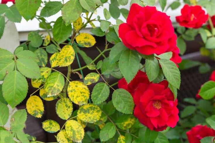 7 Harmful Rose Bush Diseases and How To Cure and Prevent Them ...