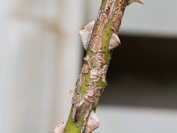 7 Harmful Rose Bush Diseases and How To Cure and Prevent Them ...
