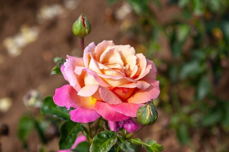 Types of Rose Bushes: 21 Gorgeous Rose Bush Varieties - Minneopa Orchards